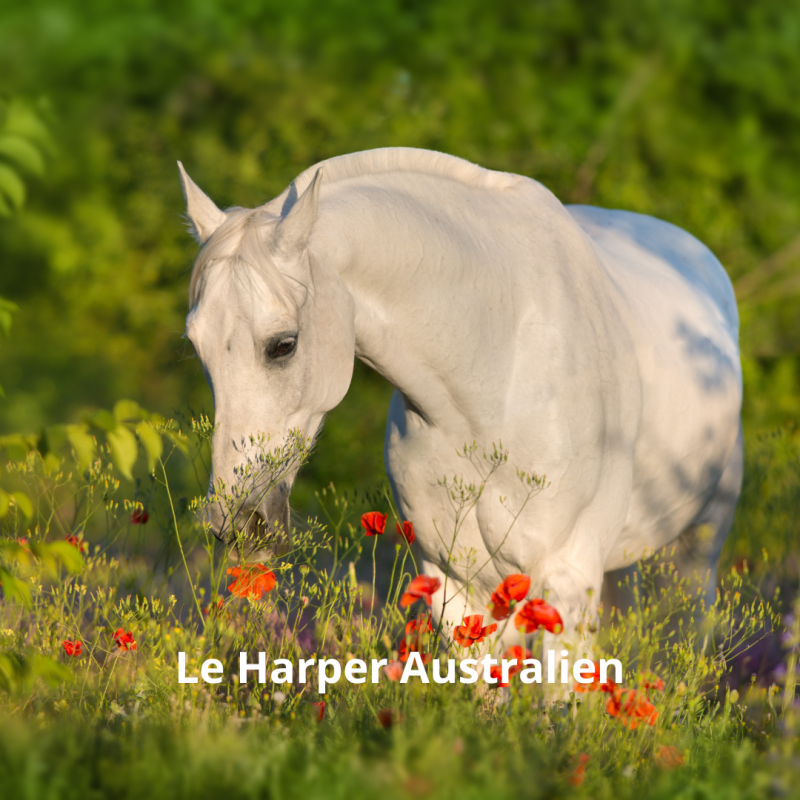 Hipassur : Le Harper australien chez le cheval